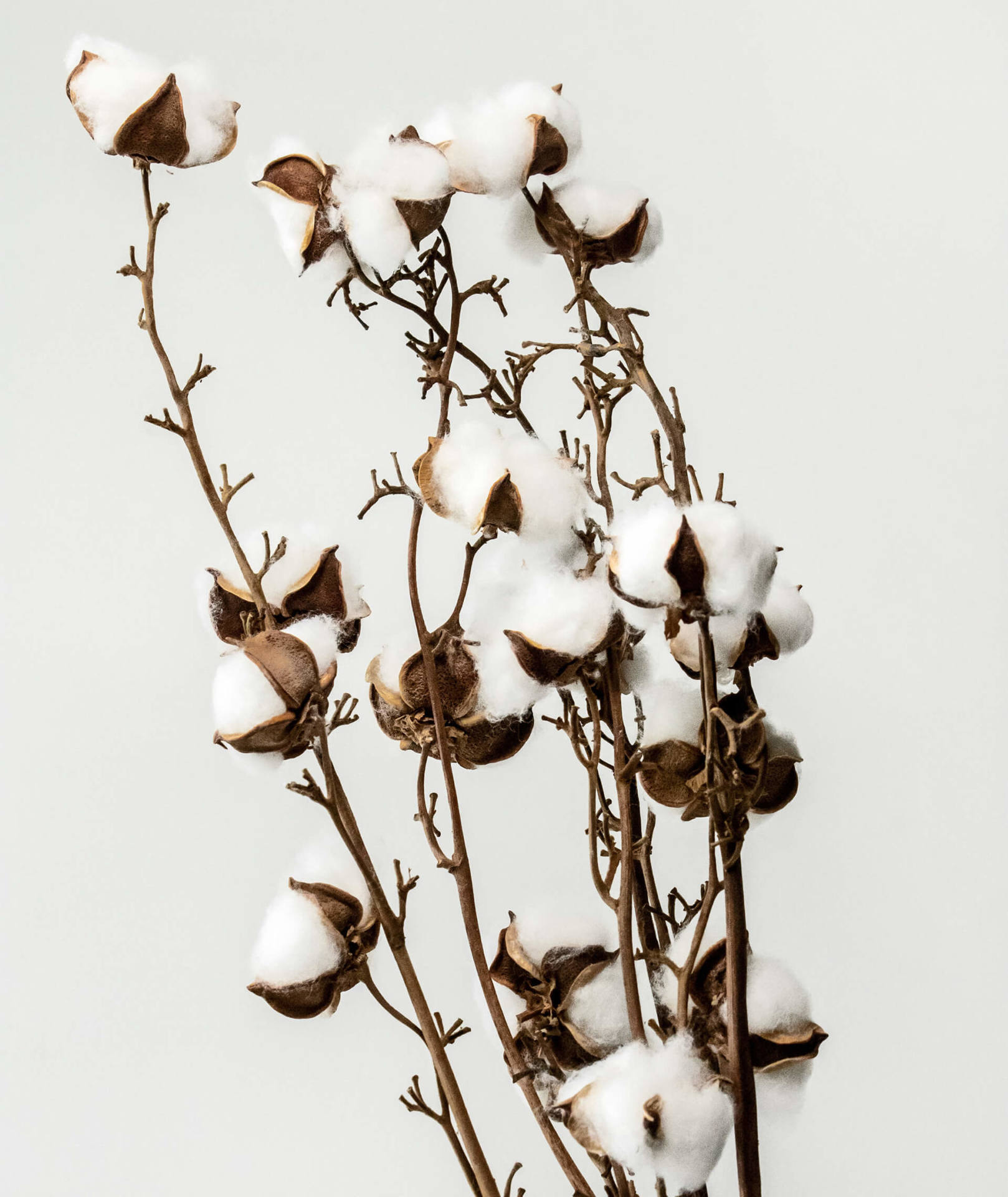 Algodón orgánico vs. algodón convencional: ¿En qué se diferencian ...